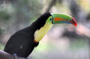 Everything You Need to Know About Toucans